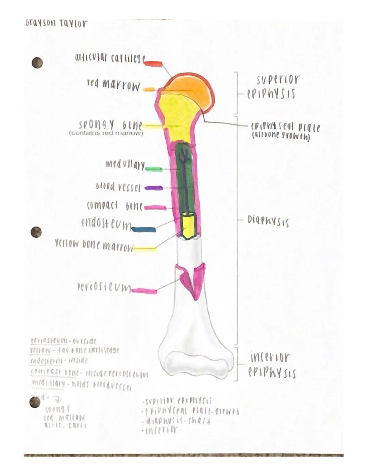 axial skeleton coloring pages