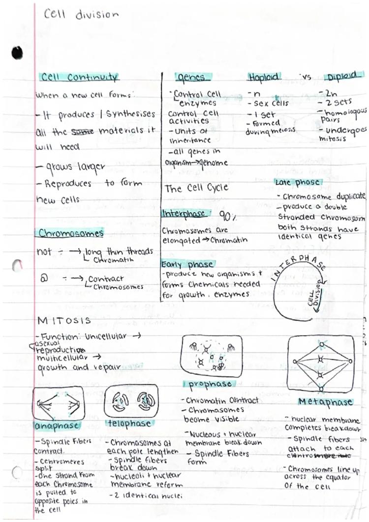 Meiosis Cell Division: Mitosis And Meiosis Meiosis I And Meiosis II