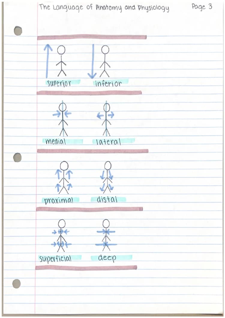 Directional Terms Anatomy And Physiology Pinterest Anatomical
