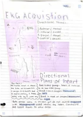 Directional Terms Anatomical Orientation And Directions | Human
