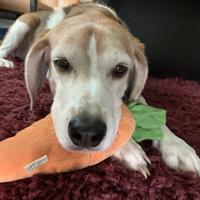 Literary Character Analysis - Knowunity