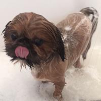 Top 20 Macbeth Quotes - Famous, Key, and Analysis 📜 (English Literature ...