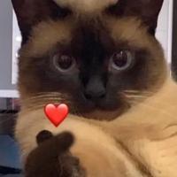 12 Angry Men: Easy Study Guide & Act Summaries PDF (English) - Knowunity