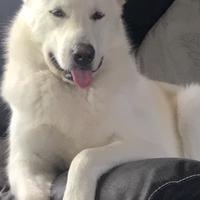 Simply explained: Discovering Object Permanence: Baillargeon and Piaget ...